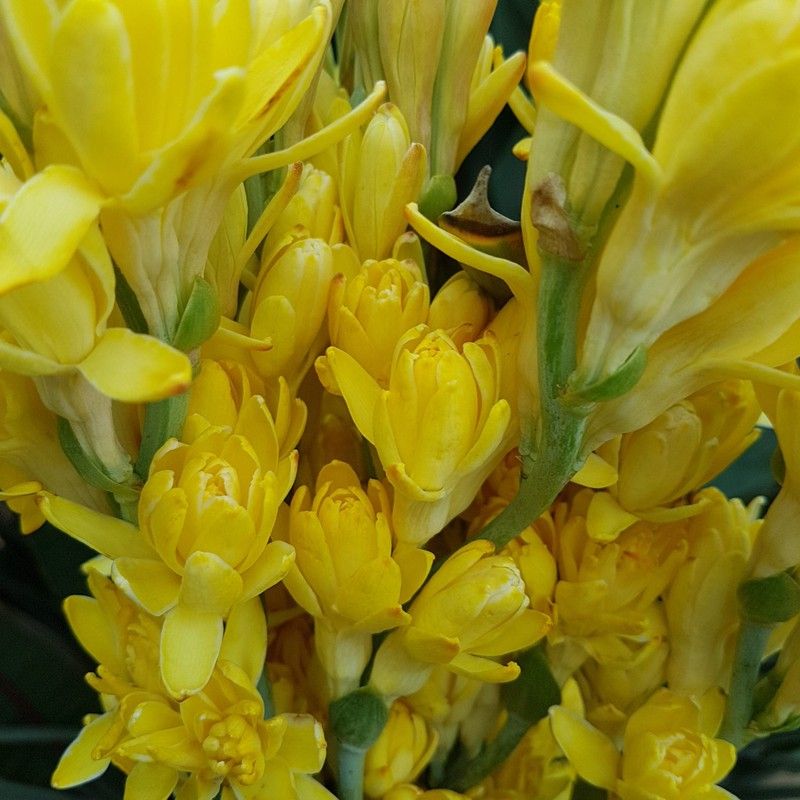 Ramo de Nardos naturales tintados 10 tallos Novedad — Floresfrescasonline