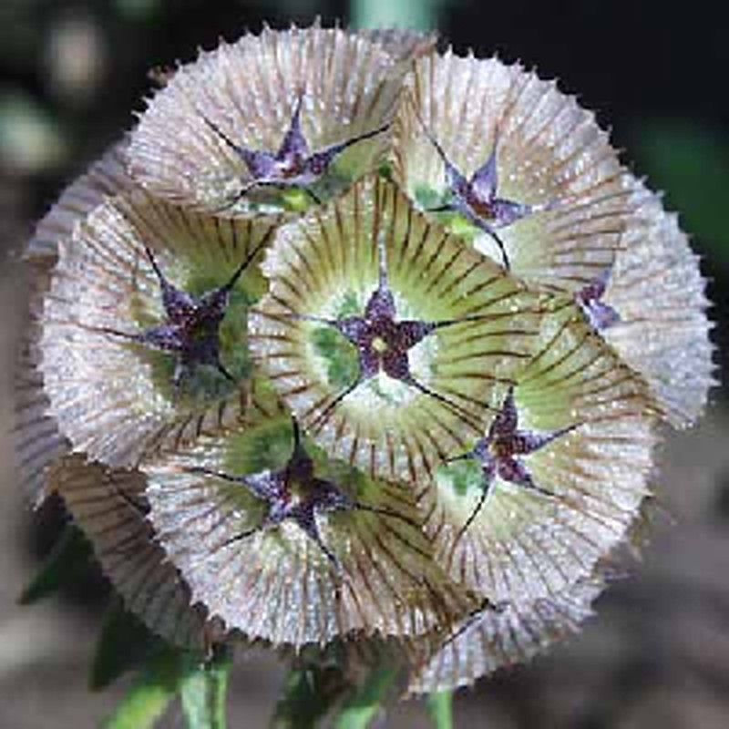 Ram Scabiosa Stellata — Flors Catalunya