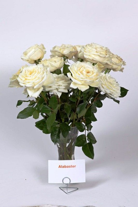 Rosa Alabaster — Floresfrescasonline