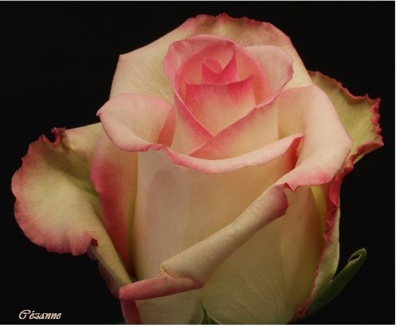 Rosa Cezanne — Floresfrescasonline