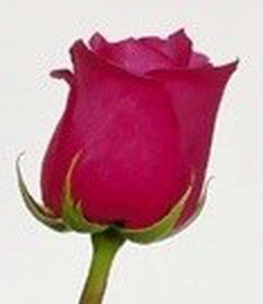 Rosa Cherry O — Floresfrescasonline