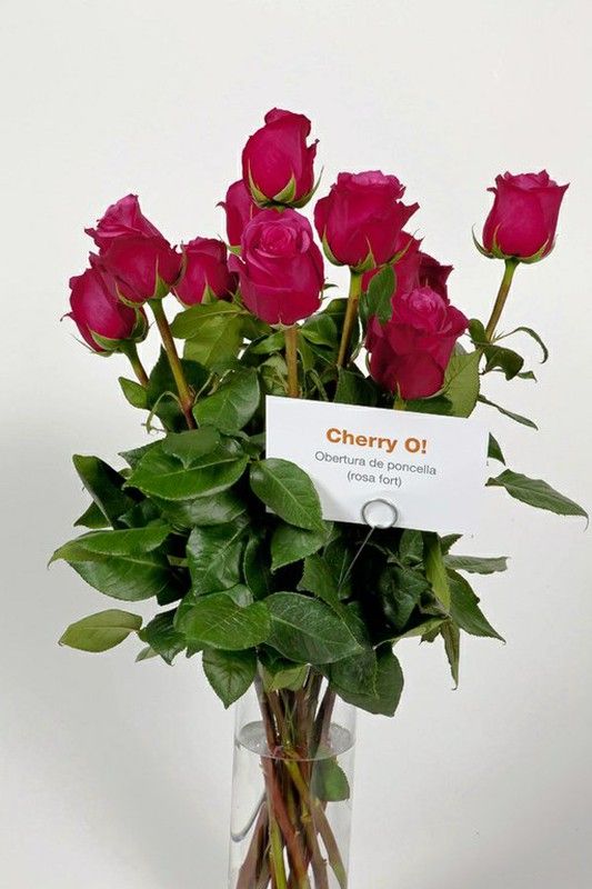 Rosa Cherry O — Flores Frescas Online