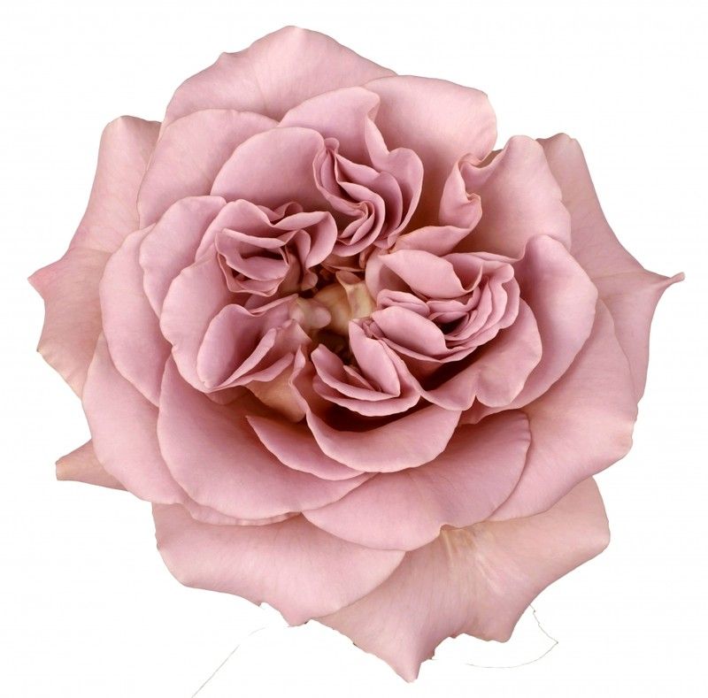 Café Latte Garden Rose | Sofisticação e Tom Único em Floricultura ...