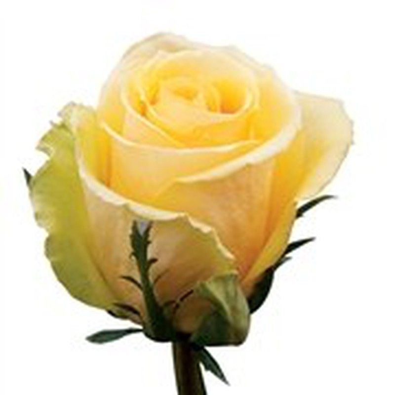 Rosa Elle — Flores Frescas Online