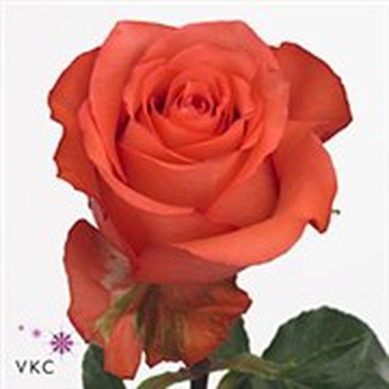 Rosa High & Booming — Floresfrescasonline