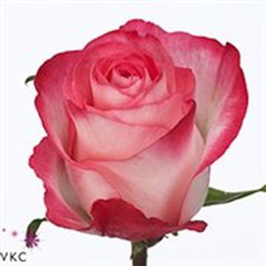 Rosa High & Candy — Floresfrescasonline