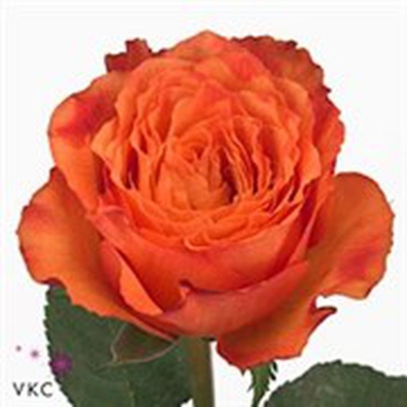 Rosa High & Intenzz — Flors Catalunya