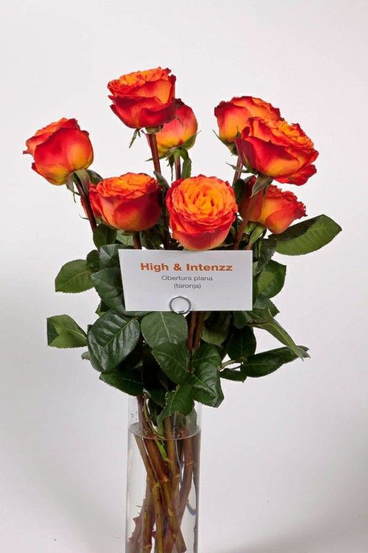 Rosa High & Intenzz — Flors Catalunya