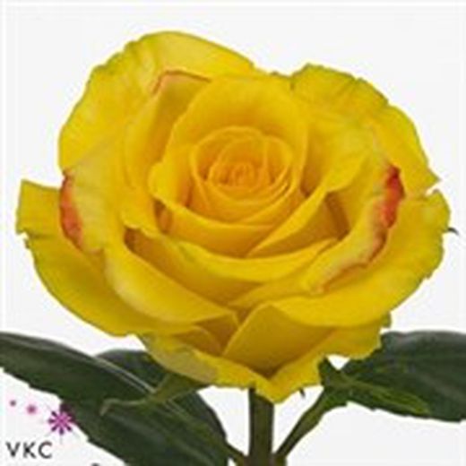 Rosa High & Yellow Magic — Flors Catalunya