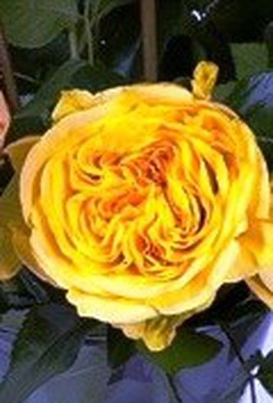 Rosa Lemon Pompon — Flores Frescas Online