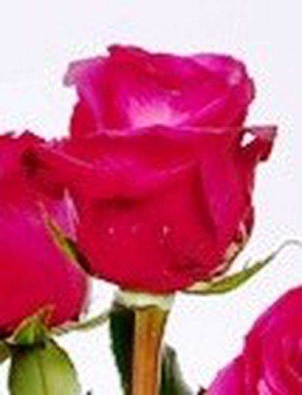 Rosa Roseberry — Floresfrescasonline