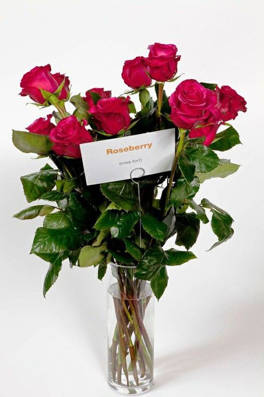 Rosa Roseberry — Floresfrescasonline