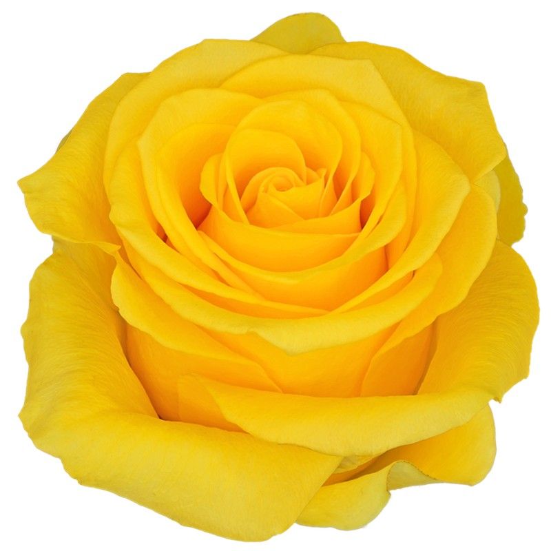 Rosa Brighton Roses a la Carta — Flors Catalunya