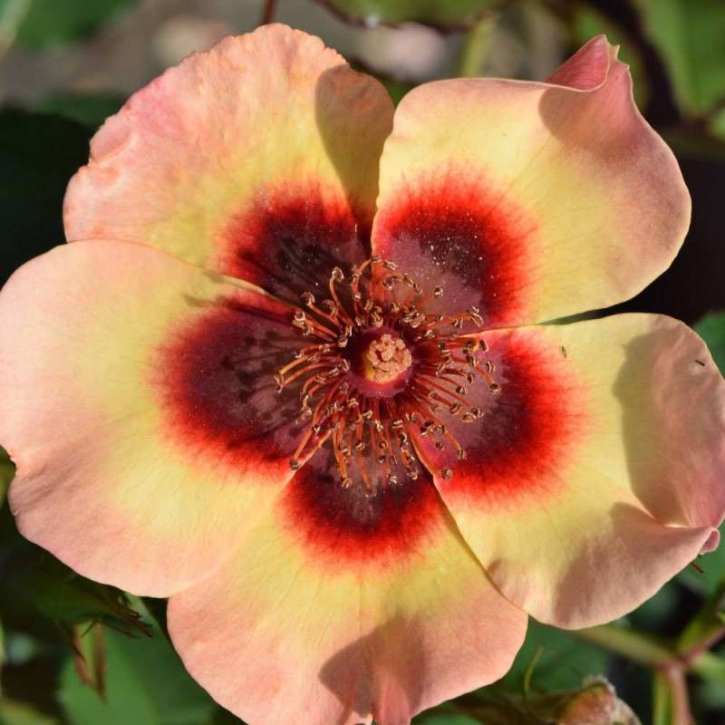 Babylon Eyes Roses, Yeux de Feu Babylon Eyes Roses — Fleurs Fraiches Online