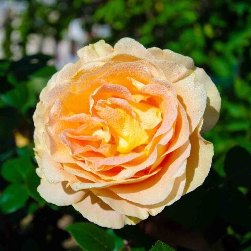 Rose Candlelight G — Flores Frescas Online