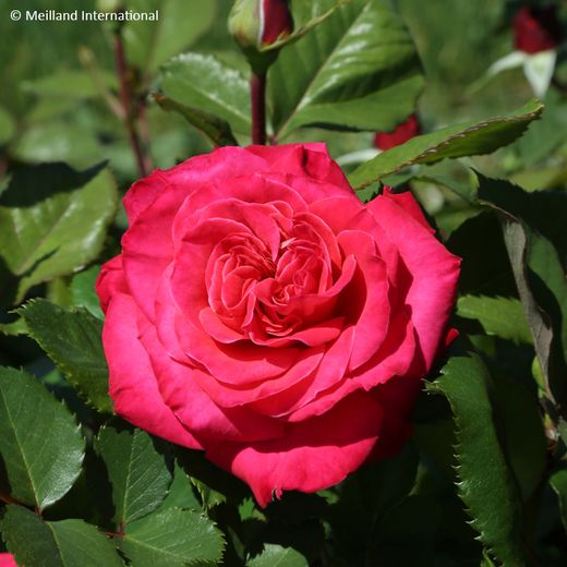 Rosales Trepadores | Rosas de Jardín para Muros y Pérgolas ...