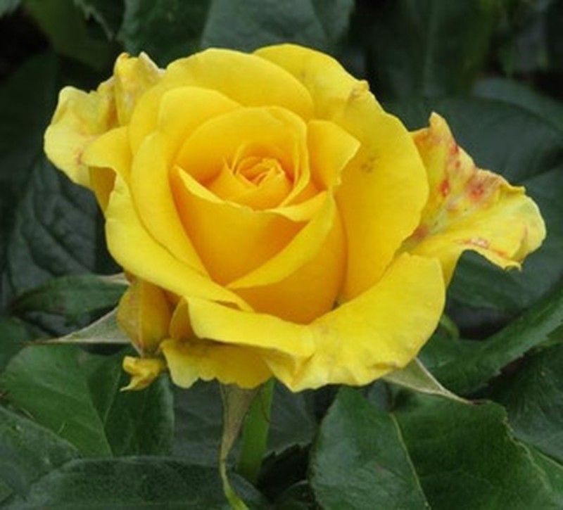 Rosal Inmabella G Rosales Premium — Flores Frescas Online