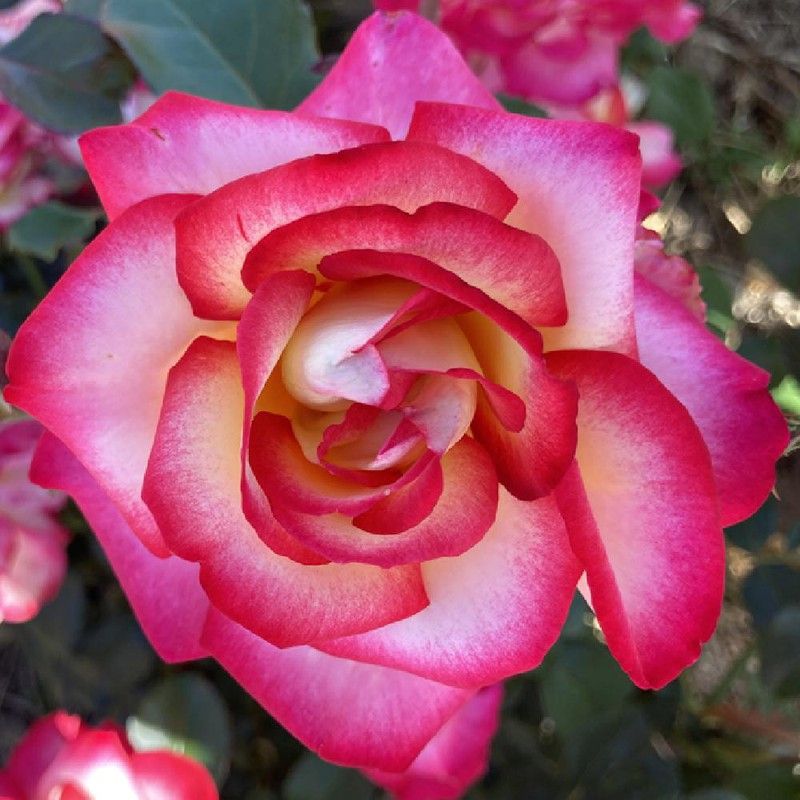 Rosal Leo Ferre muy Perfumado, embriagador Rosales Premium ...