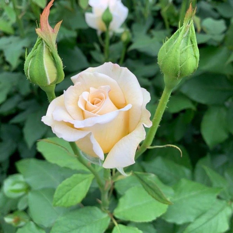 Rosal Mary Berry Perfumado Rosales Premium — Floresfrescasonline