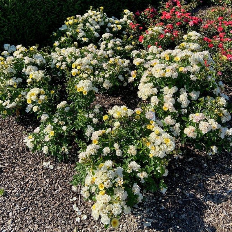Rosales Paisajisticos Drift — Floresfrescasonline
