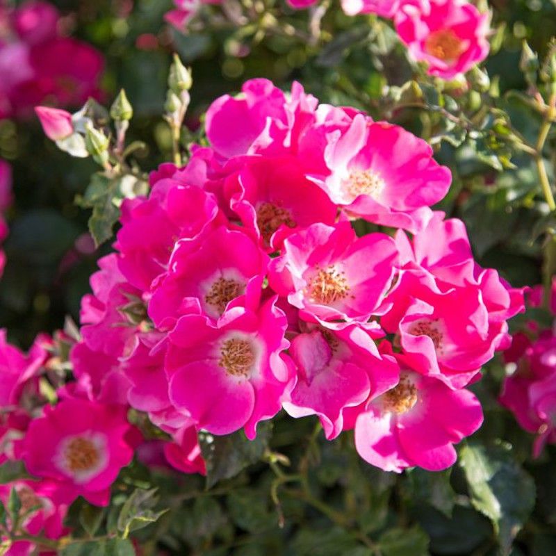 Roseiras de paisagem Amigável — Flores Frescas Online