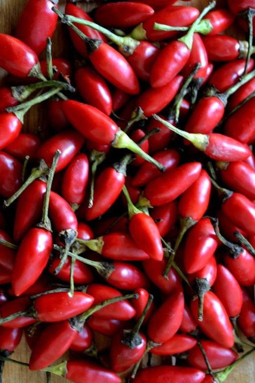 Semillas Aji Pinguita de Mono — Floresfrescasonline