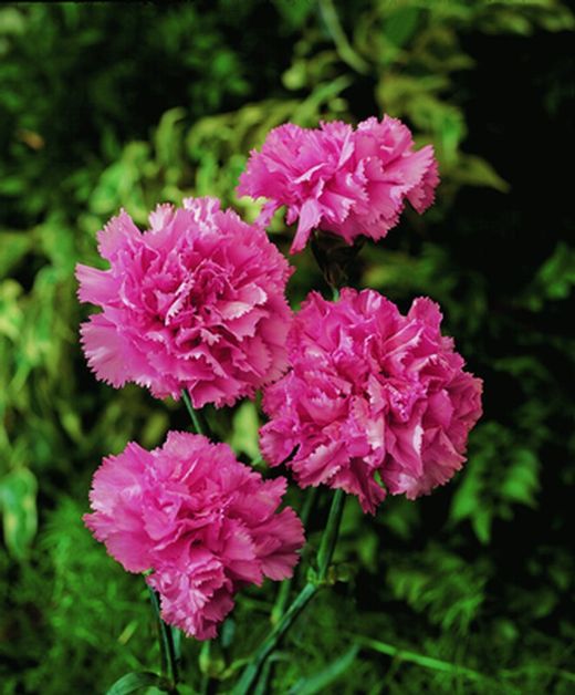Precios de claveles — Floresfrescasonline