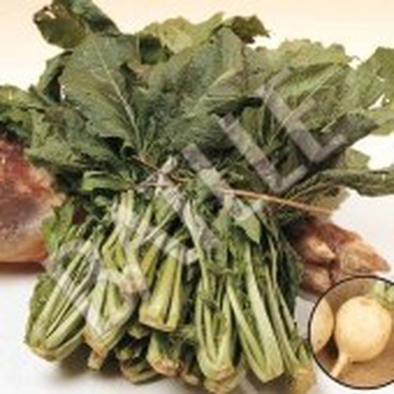 Sementes de nabo de mesa Sementes de vegetais — Flores Frescas Online