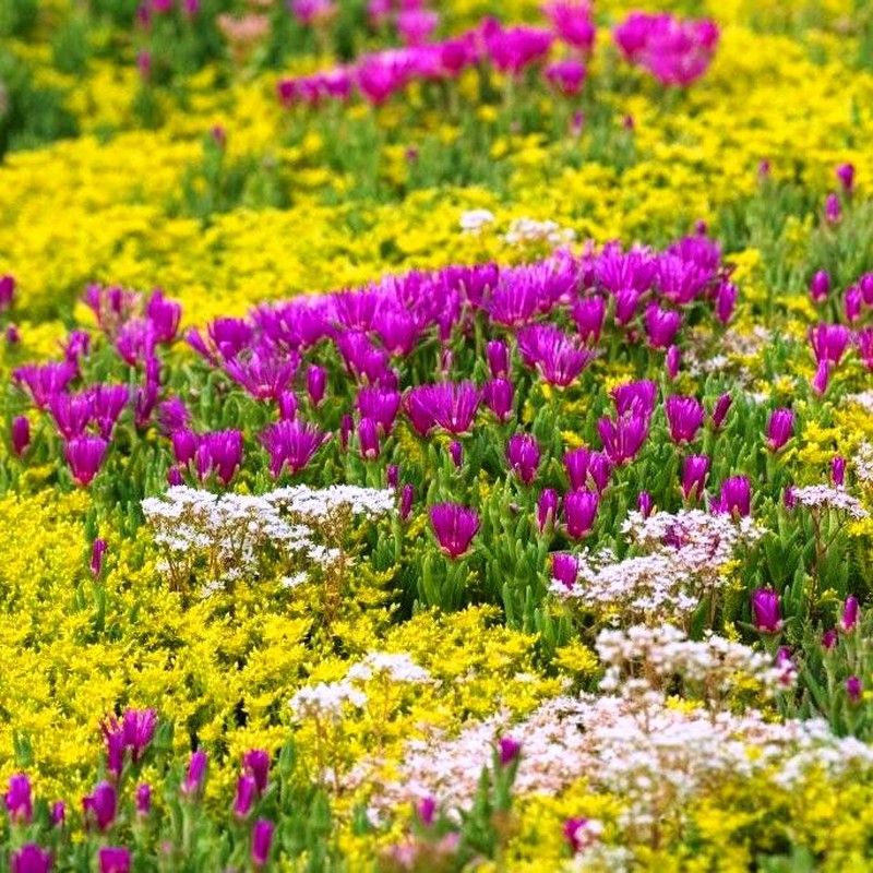 Tepe Cubierta Vegetal 1m x 2,40 m — Floresfrescasonline