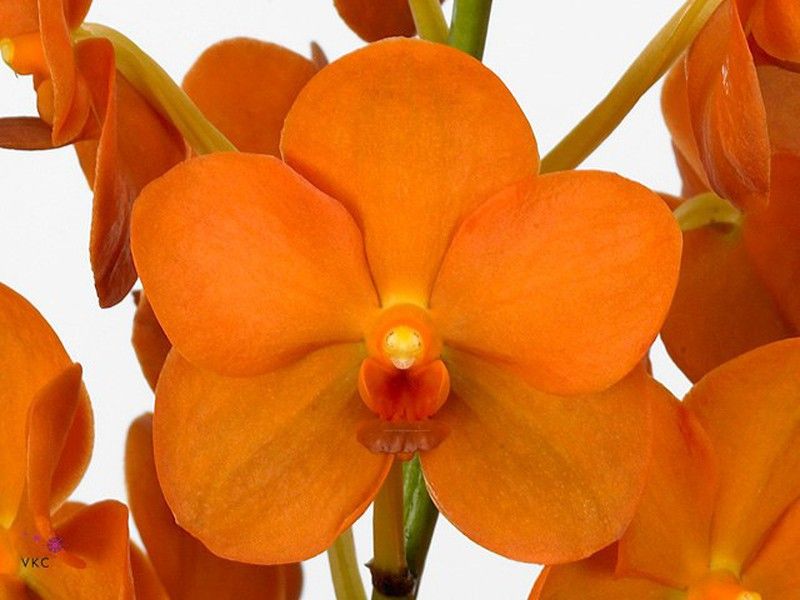 Vanda Tangelo 25 unidades — Flores Frescas Online