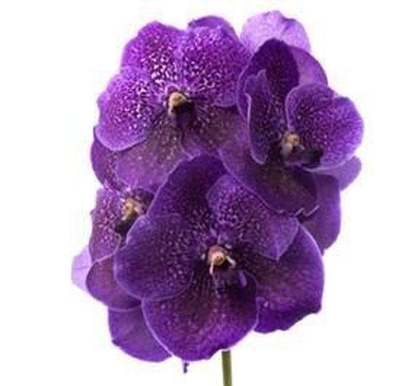 Vanda Violeta Escuro 16 unidades Vandas a la Carte — Flores Frescas Online
